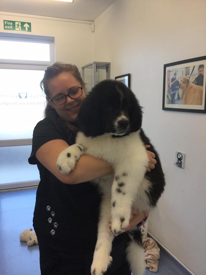 Puppy Package | Meopham