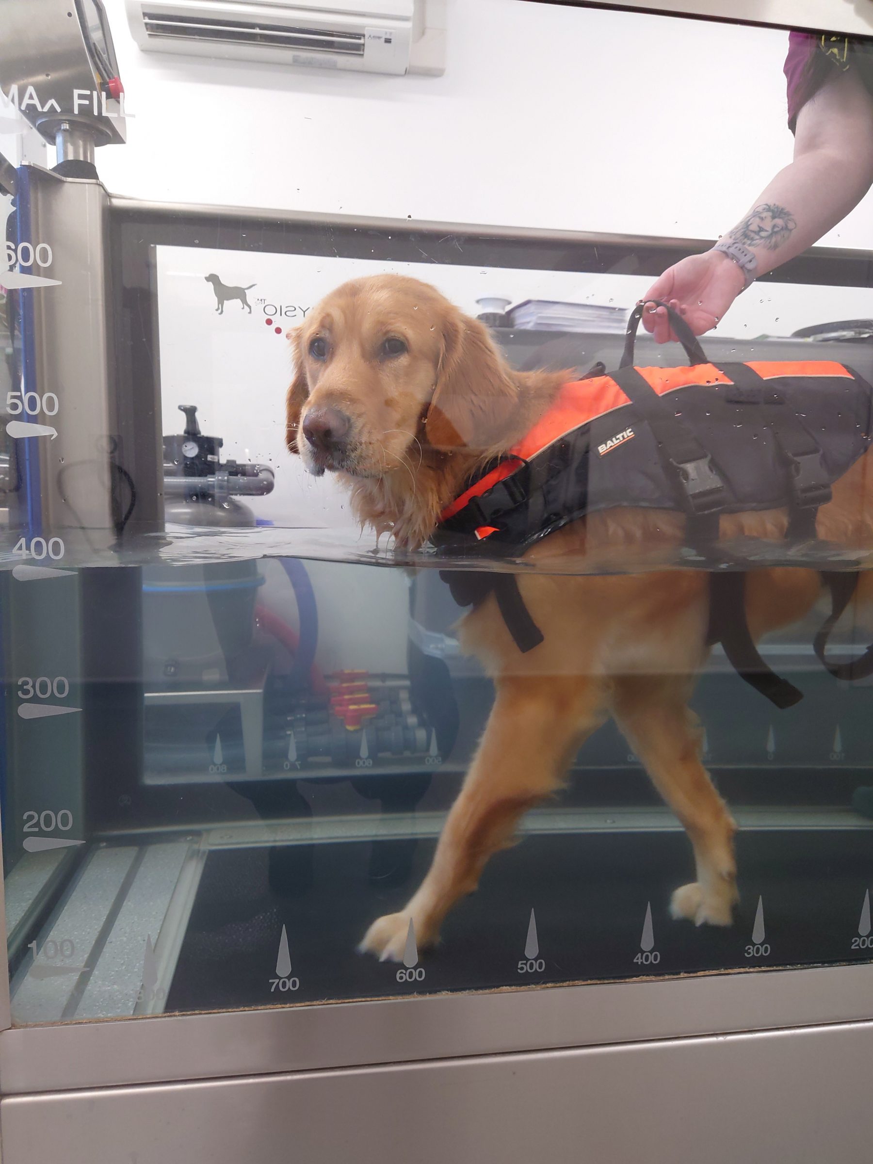 North Kent Canine Hydrotherapy - Meopham