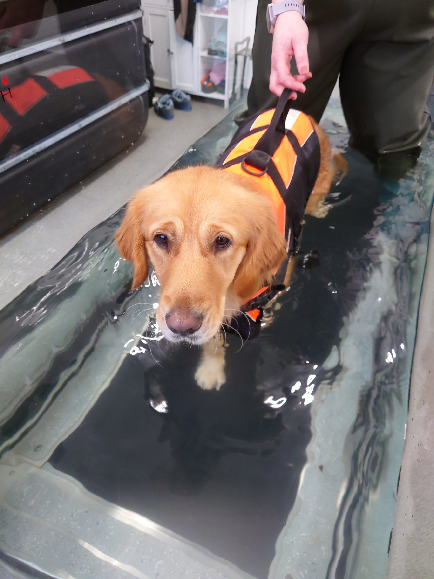 North Kent Canine Hydrotherapy - Meopham