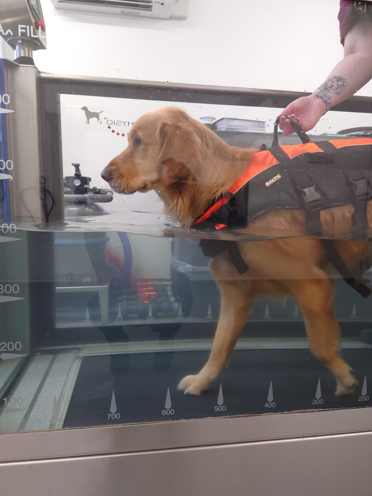 North Kent Canine Hydrotherapy - Meopham