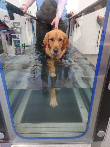 North Kent Canine Hydrotherapy - Meopham